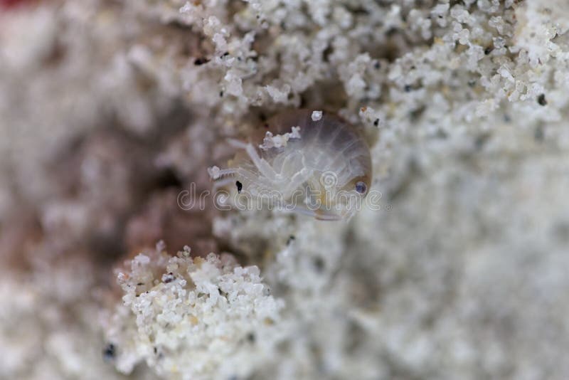 A Sand Hopper Arthropod, Talitrus Saltator Stock Photo - Image of small ...