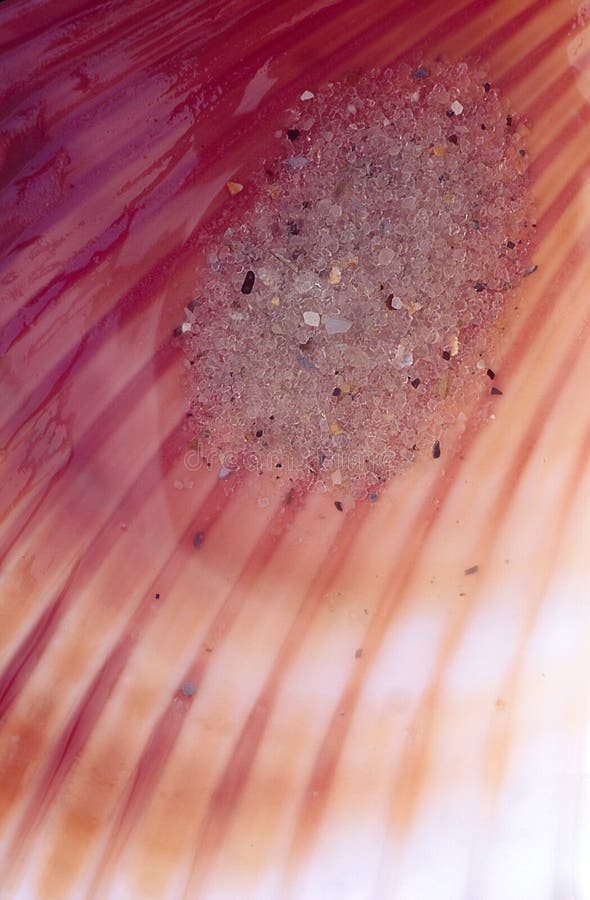 Sand inside a Cockle Shell stock image. Image of cockle - 28085589