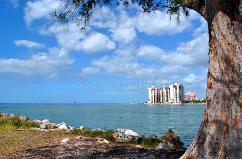 Sand Key in Florida stock image. Image of tree, vacation - 67644827
