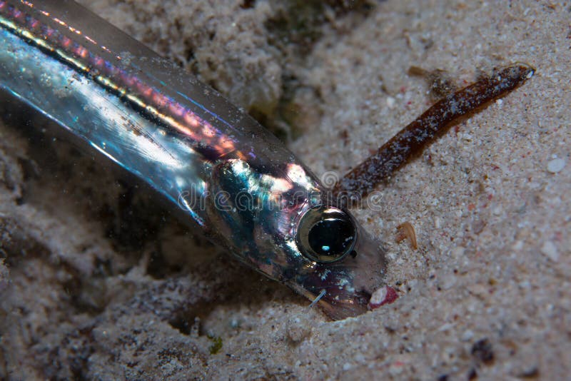 Sand lance stock photo. Image of face, egypt, wildlife - 54880290