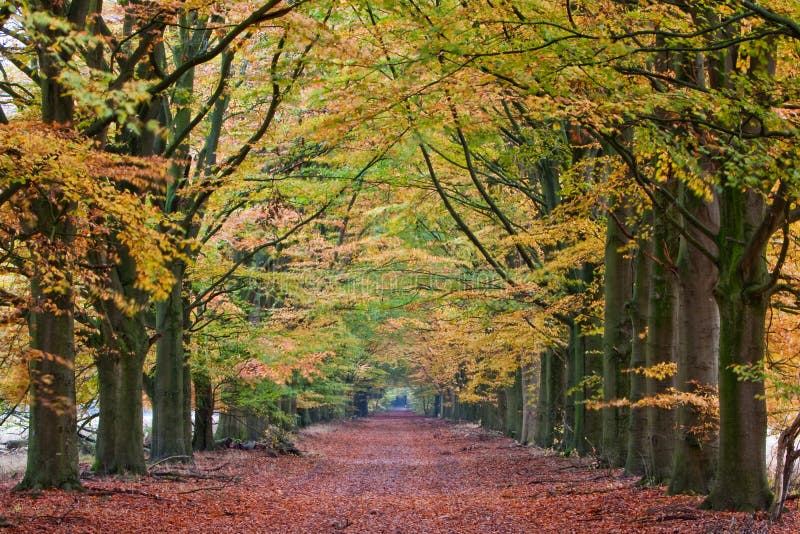Sand Lane with Trees in Autumn Stock Photo - Image of landscape, forest ...