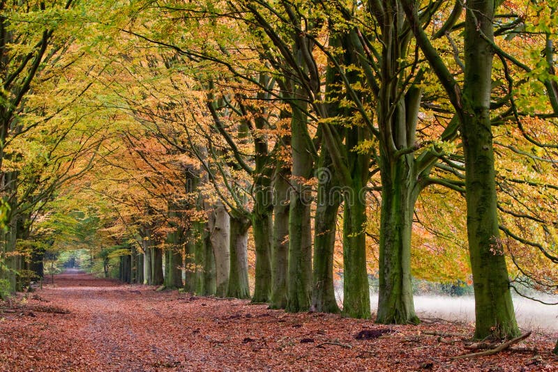Sand Lane with Trees in Autumn Stock Image - Image of holland, scenery ...