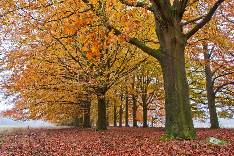Sand Lane with Trees in Autumn Stock Image - Image of holland, scenery ...