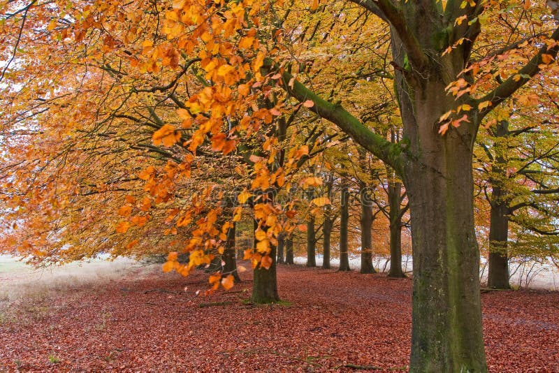 Sand Lane with Trees in Autumn Stock Image - Image of holland, scenery ...