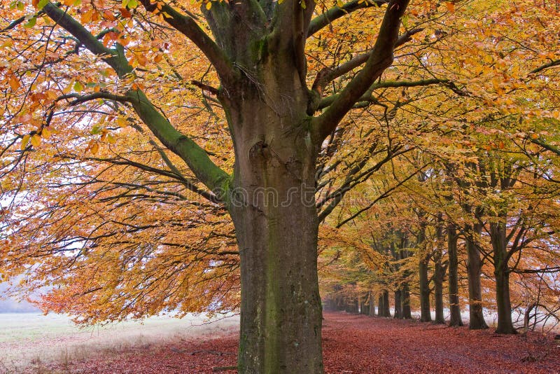 Sand Lane with Trees in Autumn Stock Image - Image of nature, forest ...