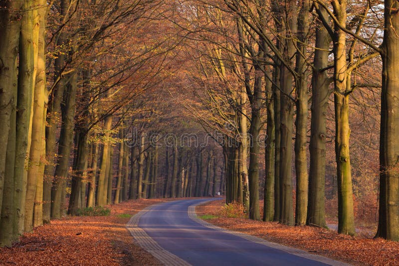 Sand Lane with Trees in Autumn Stock Image - Image of holland, scenery ...