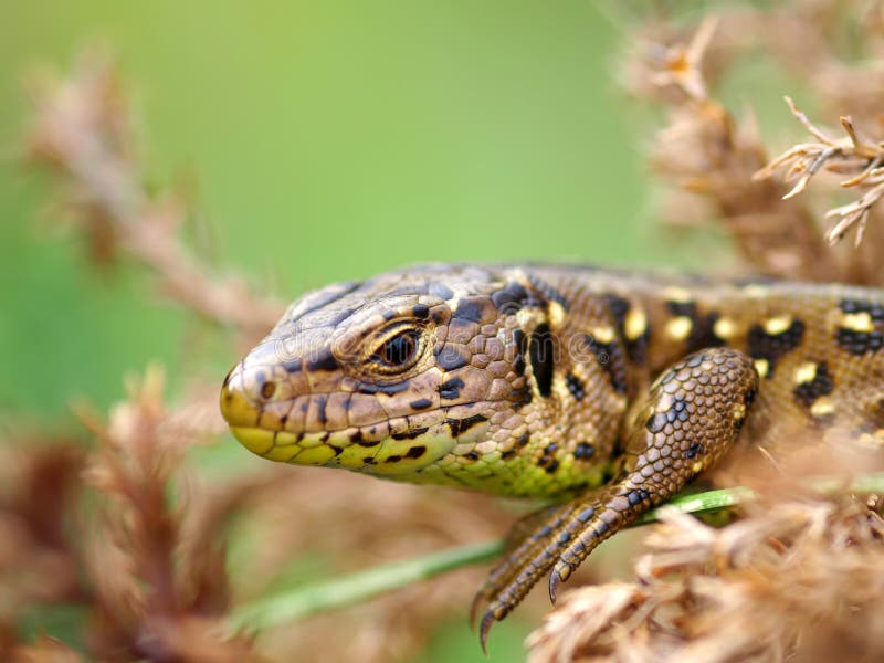 Sand lizard stock image. Image of moss, wild, rock, female - 9474737