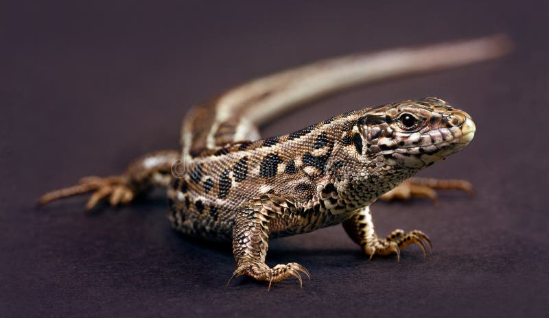 The Sand Lizard. stock photo. Image of dark, limb, pets - 24579808