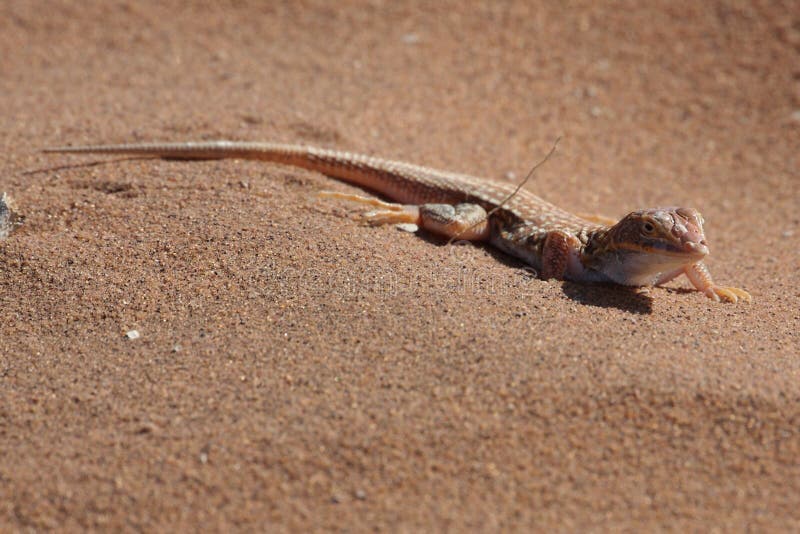 Red sand lizard stock image. Image of reptile, wilderness - 36446897