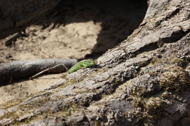 Sand Lizard Atop a Sun-soaked Rock, Basking in Its Warmth Stock Image ...