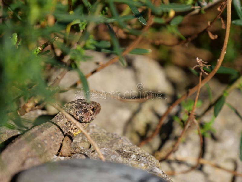Sand Lizard from Behind on a Rock Looking Away from the Camera Stock ...