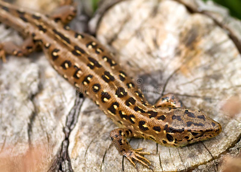 Sand Lizard stock image. Image of brown, amphibian, outdoors - 39760487