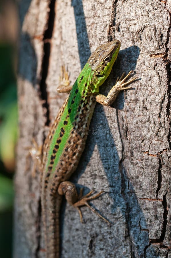 Sand Lizard Closeup on a Pine Tree Trunk Stock Image - Image of ...