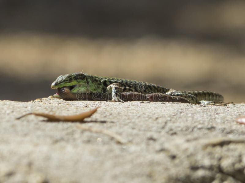 Sand Lizard Eats Earthworms Stock Image - Image of invertebrate, hungry ...