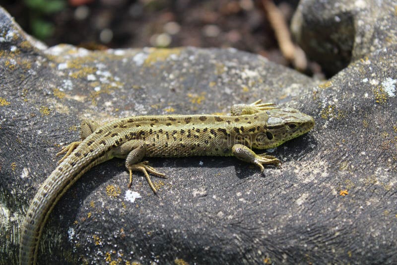 Sand lizard in the garden stock image. Image of animal - 227639203