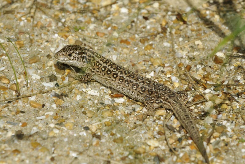 Sand Lizard stock image. Image of landscape, heathland - 42596577