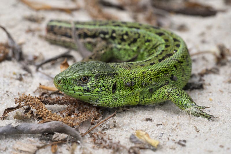 The Sand Lizard (Lacerta Agilis), Male. a Lizard that Has Lost Its Tail ...