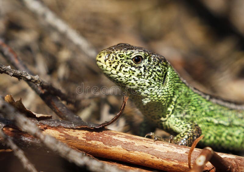 Sand lizard stock photo. Image of color, reptile, lacerta - 72905296
