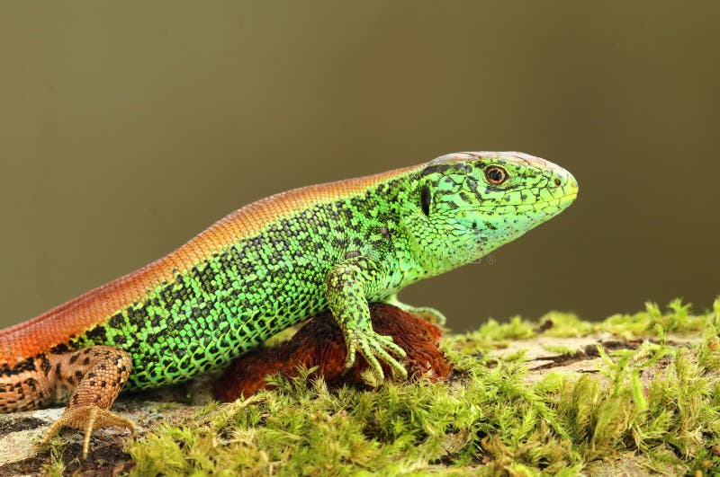 The Sand Lizard Male on Moss Stock Photo - Image of reptile, moss ...
