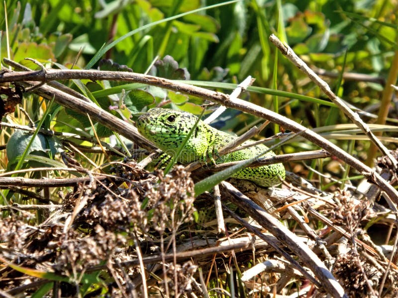 Sand lizard, male reptile stock image. Image of sunbath - 180774109