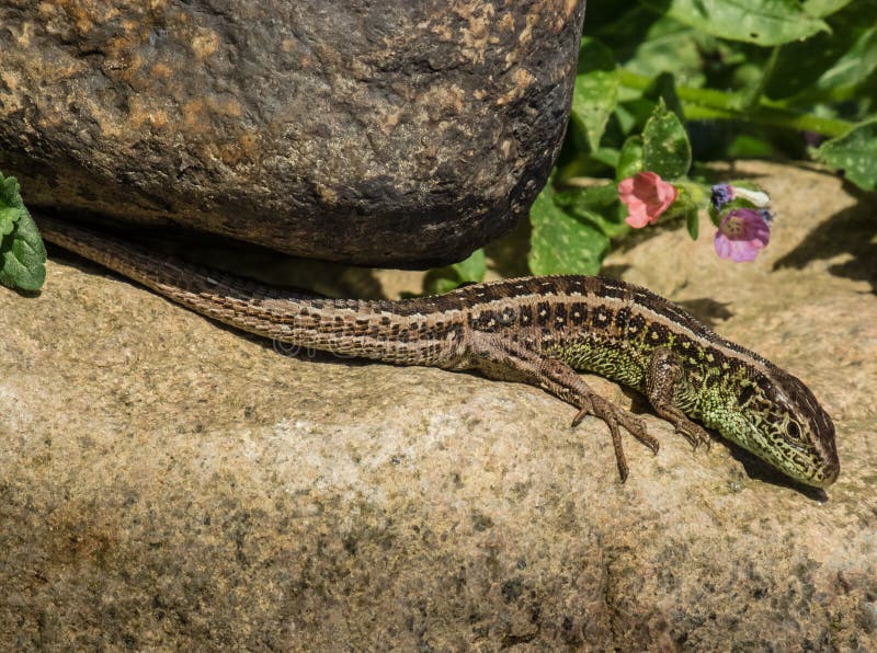 Sand Lizard stock photo. Image of lonely, blade, reptile - 30693702