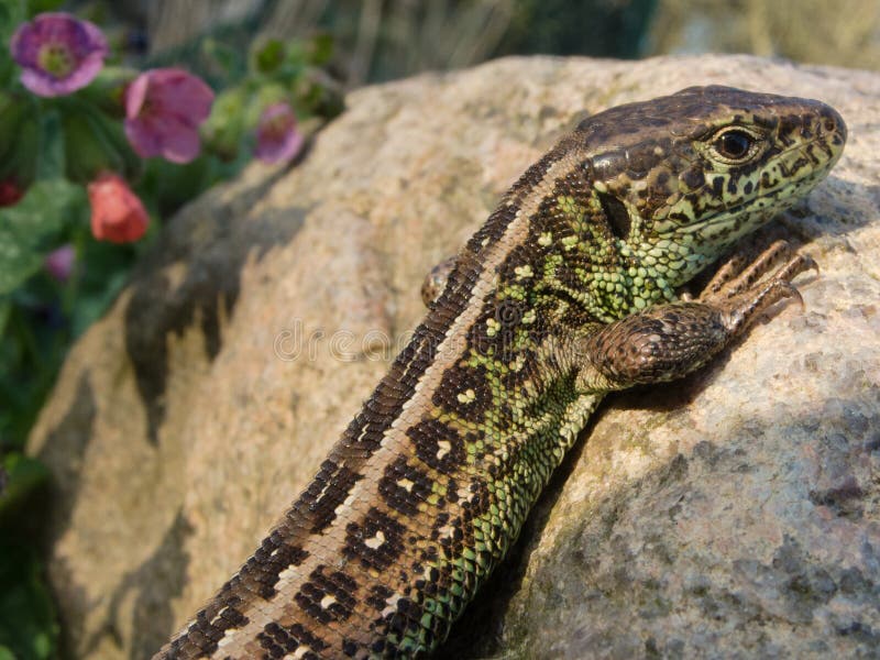 Red sand lizard stock image. Image of reptile, wilderness - 36446897