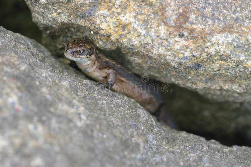 Sand lizard stock image. Image of environment, lizard - 59980629