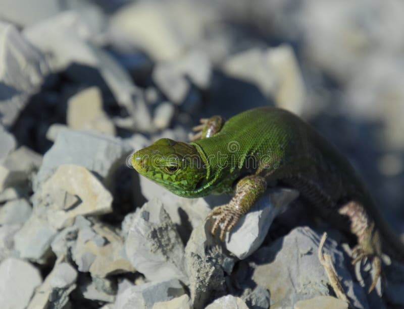 Sand Lizard. an Ordinary Quick Green Lizard. Lizard on the Rubble. Sand ...