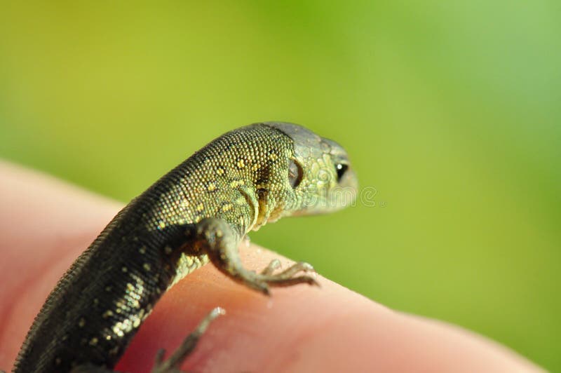 Sand lizard stock photo. Image of lacertilia, husbandry - 48623276