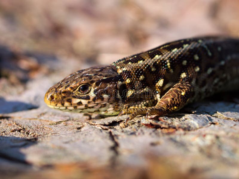 Sand lizard portrait side stock image. Image of reptiel - 22728929