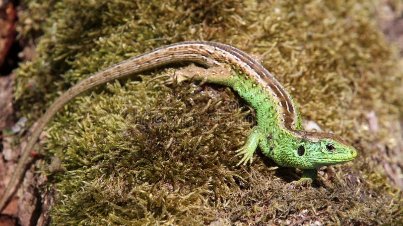 Sand Lizard stock image. Image of sand, veluwe, vertebra - 105017379
