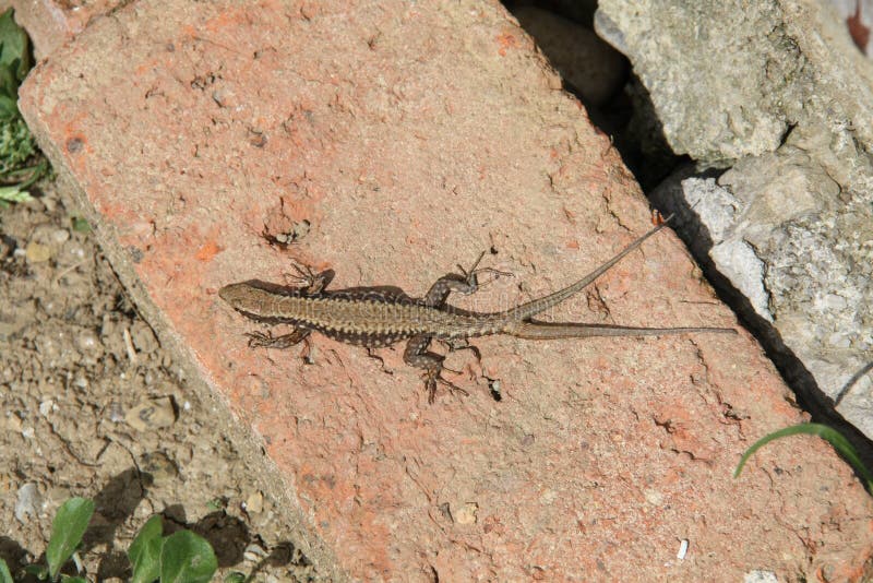 Red sand lizard stock image. Image of small, natural - 36446897