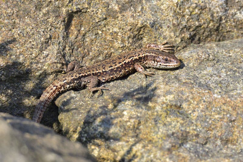 Young Sand lizard stock image. Image of vivipara, lizard - 102011795