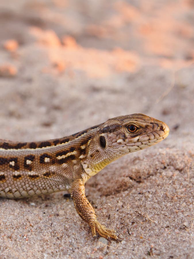 Lizard standing on sand stock photo. Image of wild, desert - 3334090