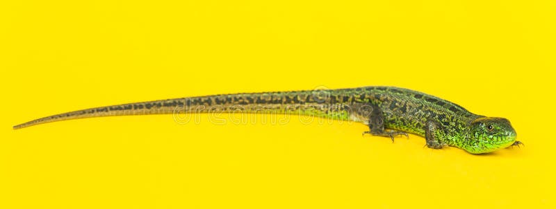 The Sand Lizard on Yellow stock image. Image of squamate - 19699515