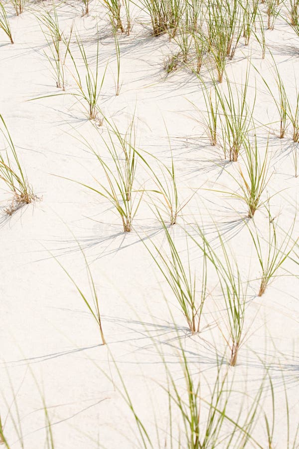 Sand and marram grass stock photo. Image of dull, grass - 62563842