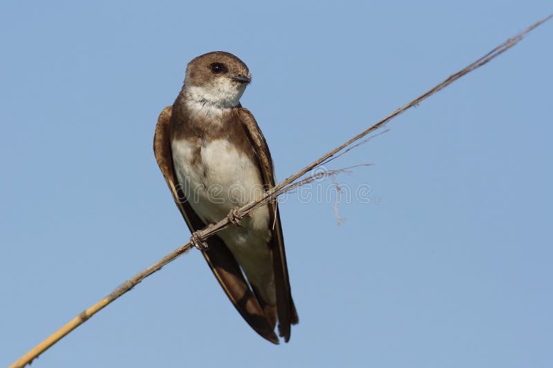 Sand Martin stock image. Image of birds, national, birdwatching - 18821271