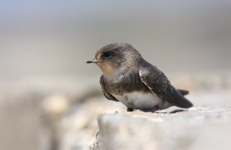 Sand martin close up stock photo. Image of ornithology - 17888156