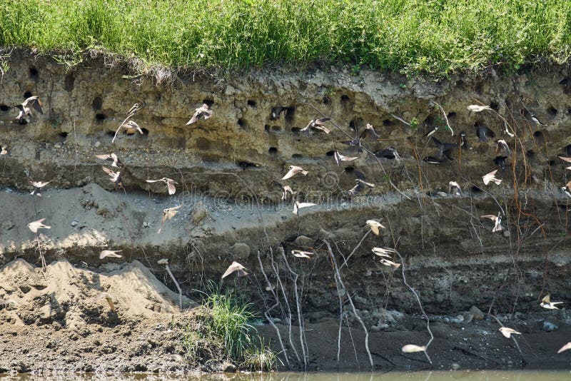 Sand martin colony stock image. Image of feather, nature - 148335159