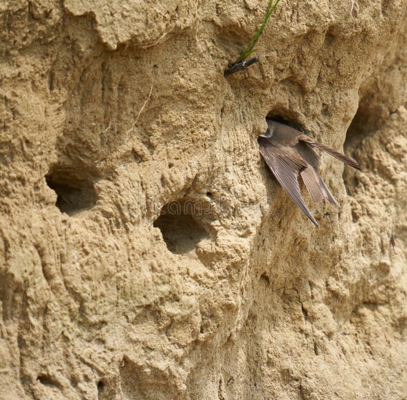 Sand Martin Colony in a River Bank Stock Photo - Image of wild, hole ...