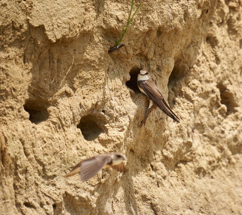 Sand Martin Colony in a River Bank Stock Photo - Image of martin ...