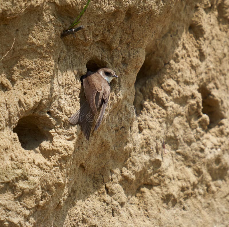 Sand Martin Colony in a River Bank Stock Photo - Image of birds ...