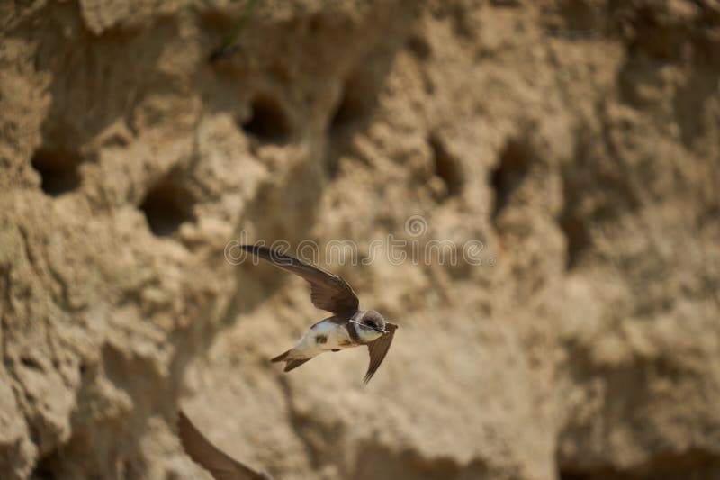 Sand Martin Colony in a River Bank Stock Photo - Image of nest, burrow ...