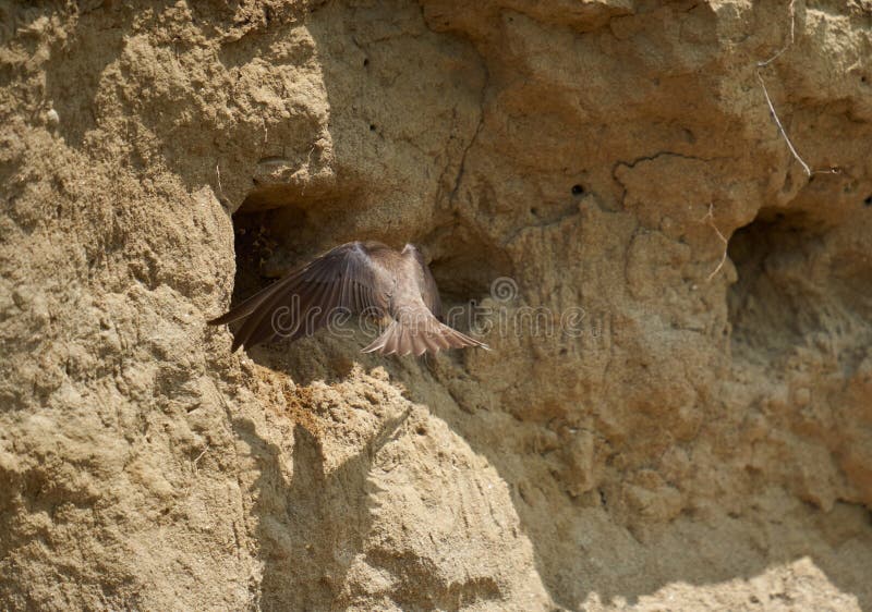 Sand Martin Colony in a River Bank Stock Photo - Image of wildlife ...