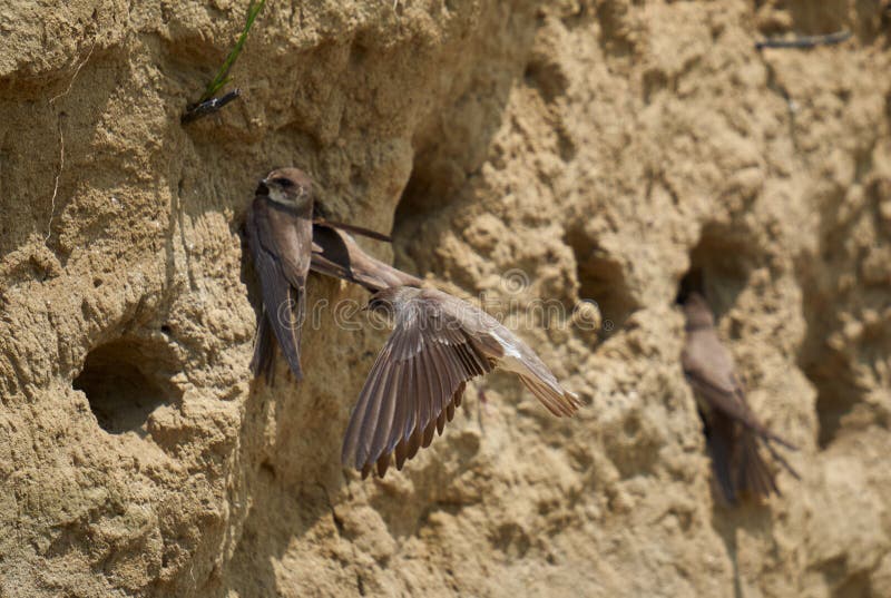 Sand Martin Colony in a River Bank Stock Photo - Image of colony ...