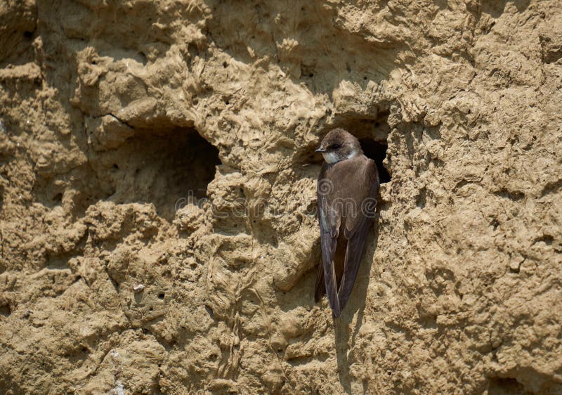 Sand Martin Colony in a River Bank Stock Photo - Image of avian ...