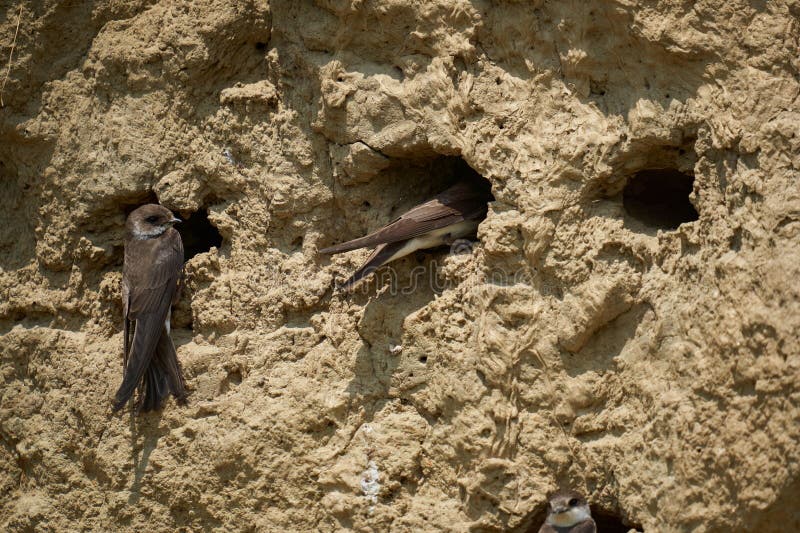 Sand Martin Colony in a River Bank Stock Image - Image of nest, nature ...