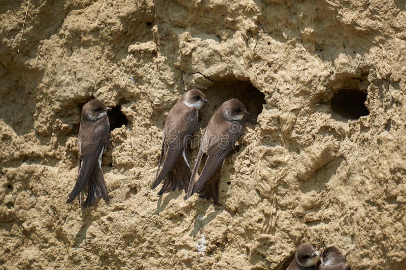 Sand Martin Colony in a River Bank Stock Image - Image of black, wild ...