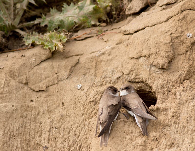 Sand-martin couple stock image. Image of cluster, europe - 40303047