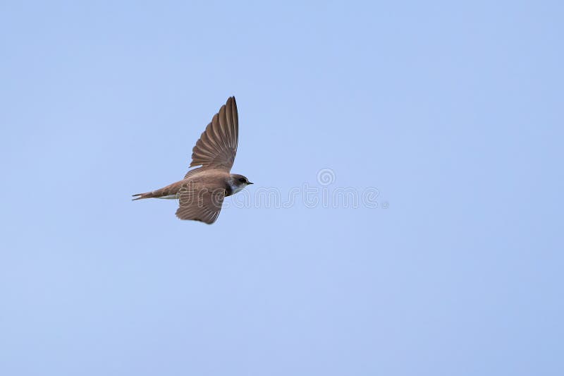 Sand Martin in Flight Above the Water Stock Photo - Image of branch ...